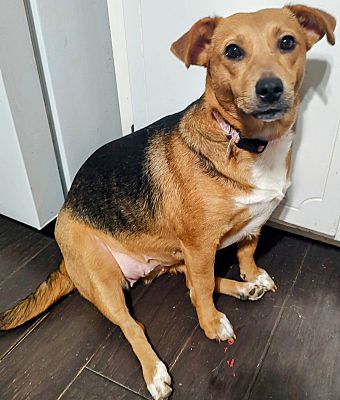 taylor, MI - Beagle/Jack Russell Terrier. Meet lady a Pet for Adoption ...