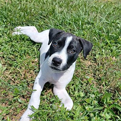 Sanford, FL - Labrador Retriever/Hound (Unknown Type). Meet Domino a ...