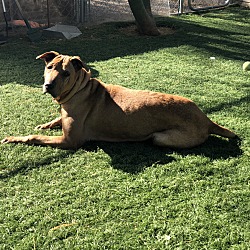 Scottsdale, AZ - Shar Pei/Rhodesian Ridgeback. Meet Honey2 a Pet for ...