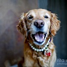 Golden Retriever Puppies - Rescue and Adoption Near You