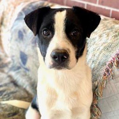 Bristol, CT - Labradoodle/Terrier (Unknown Type, Medium). Meet Oreo a ...