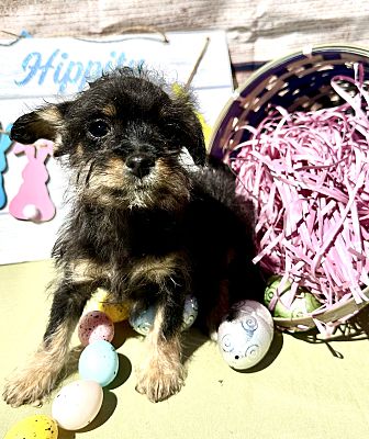 Union, SC - Miniature Poodle/Miniature Pinscher. Meet Marigold a Pet ...