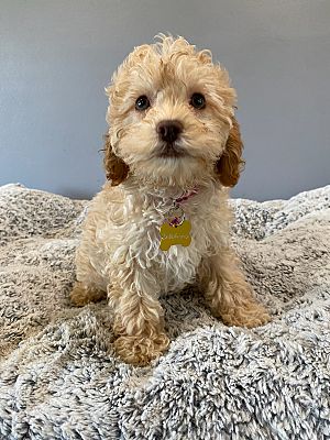 West Milford, NJ - Cockapoo. Meet Bubblicious a Pet for Adoption ...