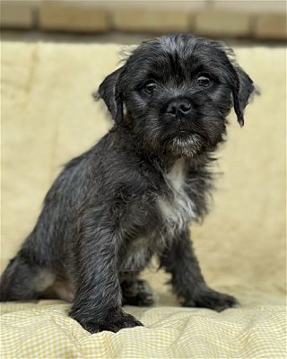 San Antonio, TX - Cocker Spaniel/Pug. Meet Gavin a Pet for Adoption ...