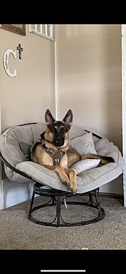 Halstead, KS - German Shepherd Dog. Meet Jase a Pet for Adoption ...