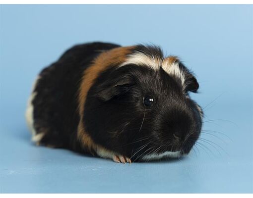 Phoenix, AZ - Guinea Pig. Meet HONEY a Pet for Adoption - AdoptaPet.com