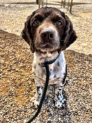 Los Angeles, CA - English Springer Spaniel/Cocker Spaniel. Meet Jesse a ...