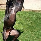 Weimaraner Puppies - Weimaraner Rescue and Adoption Near You