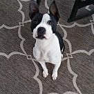 Boston Terrier Puppies - Boston Terrier Rescue and Adoption