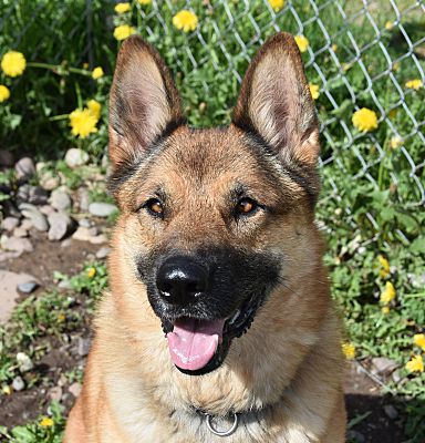 Smithers, BC - German Shepherd Dog/Boxer. Meet Chanel a Pet for ...