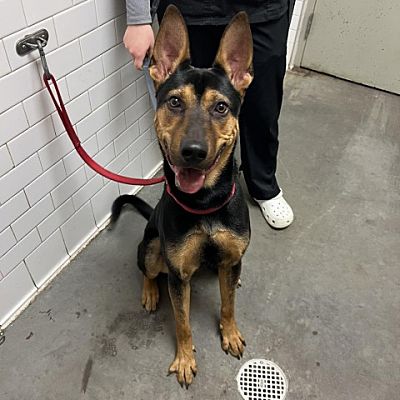 Pittsburgh, PA - German Shepherd Dog. Meet Yako Mako a Pet for Adoption ...