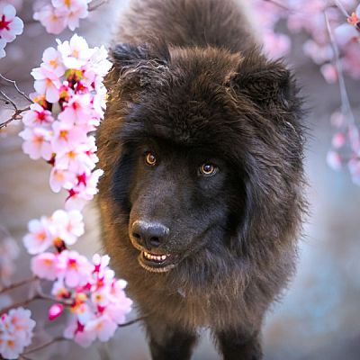 Golden, CO - Chow Chow/Poodle (Standard). Meet Ciao a Pet for Adoption ...