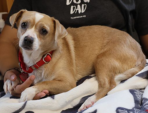 Harrison, NY - Chihuahua. Meet Butters a Pet for Adoption - AdoptaPet.com