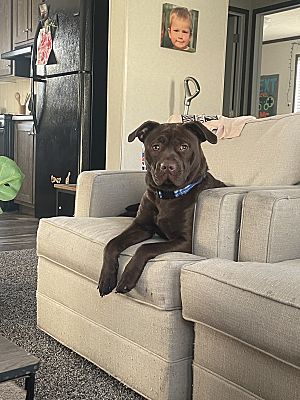 Rochester Hills, MI - Labrador Retriever. Meet Bluey a Pet for Adoption ...