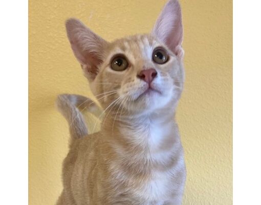 Alpine, TX - Domestic Shorthair/Domestic Mediumhair. Meet Winston a Pet ...