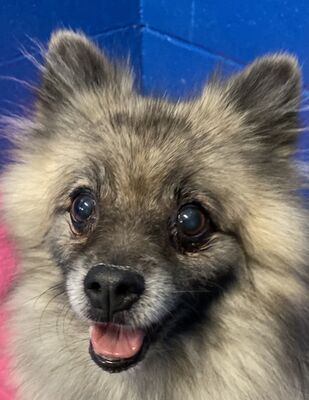 Newport News, VA - Pomeranian. Meet Dutchess a Pet for Adoption ...