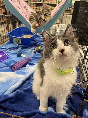 Greenwood, LA - Domestic Mediumhair. Meet Baby Ray a Pet for Adoption ...