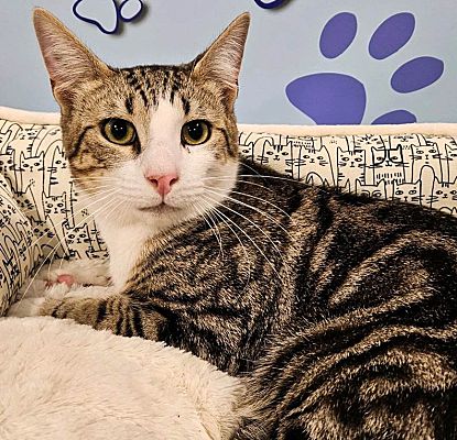 Diamond Bar, CA - Domestic Shorthair. Meet RABBIT a Pet for Adoption ...