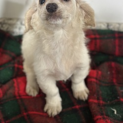 West Bloomfield, MI - Dachshund/Cavapoo. Meet Simon a Pet for Adoption ...