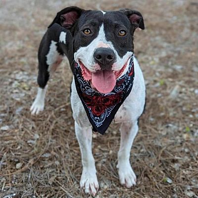 Helena, AL - Pit Bull Terrier. Meet Porter a Pet for Adoption ...