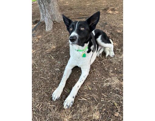 Plano, TX - Australian Cattle Dog/Pointer. Meet ERNIE a Pet for ...