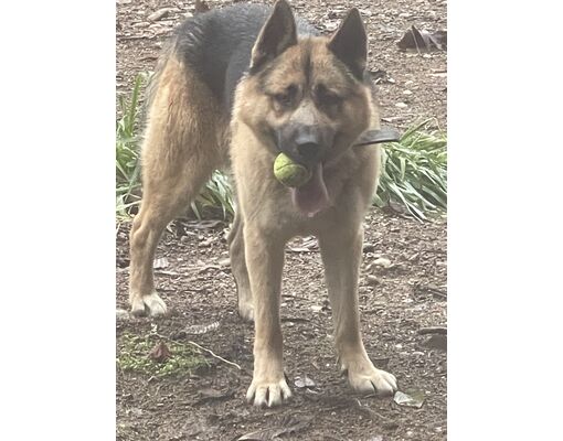 Sammamish, WA - German Shepherd Dog. Meet Yoke a Pet for Adoption ...