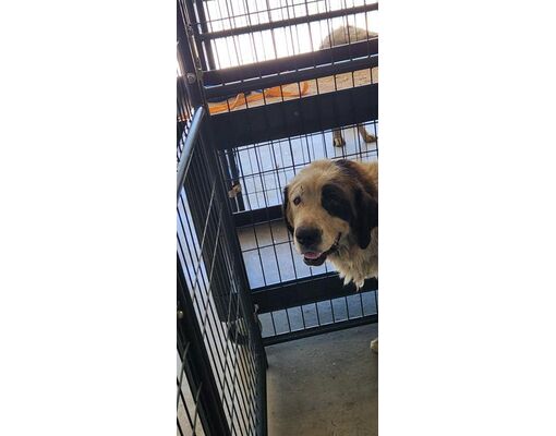 Albuquerque, NM - St. Bernard. Meet CHARLOTTE a Pet for Adoption ...