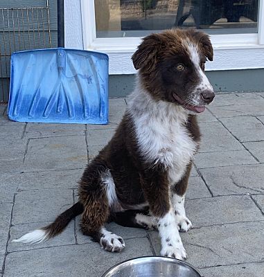 Denver, CO - Border Collie/Mixed Breed (Medium). Meet Brandy Aka Rose a ...
