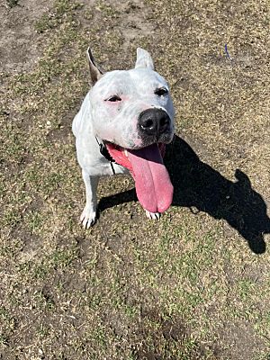 Oxnard, CA - Dogo Argentino. Meet Prince a Pet for Adoption - AdoptaPet.com