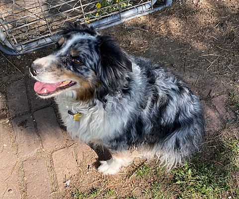 Minneapolis, MN - Australian Shepherd. Meet Daisy a Pet for Adoption ...