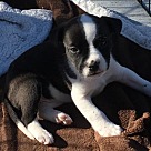Boston Terrier Puppies - Boston Terrier Rescue and Adoption