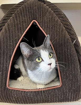 Harrison, NY - Domestic Shorthair. Meet Lydia a Pet for Adoption ...