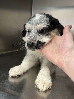 Durango, CO - Australian Shepherd. Meet Panda a Pet for Adoption ...