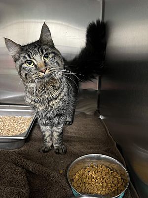Arlington, VA - Maine Coon. Meet Bryce-Gentle a Pet for Adoption ...
