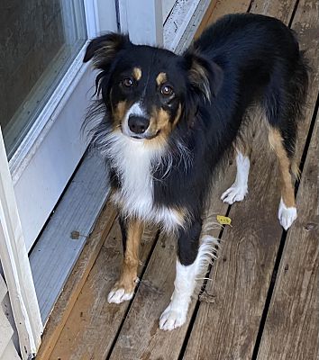 Minneapolis, MN - Australian Shepherd. Meet Timmy a Pet for Adoption ...