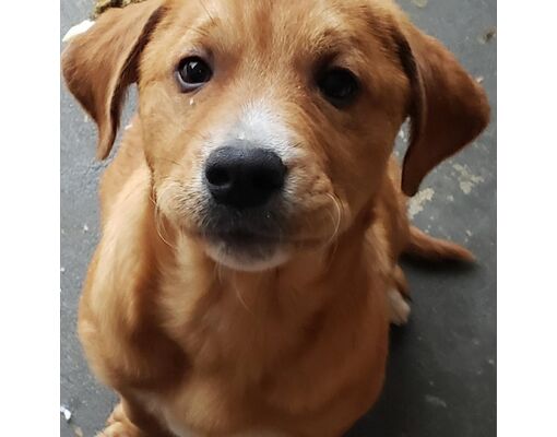 harrisburg, PA - Labrador Retriever/Foxhound. Meet Scooby a Pet for ...