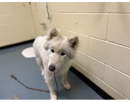 Denver, CO - Husky. Meet CIA a Pet for Adoption - AdoptaPet.com