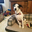 Boston Terrier Puppies - Boston Terrier Rescue and Adoption