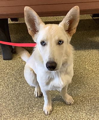 Pomona, CA - Shepherd (Unknown Type). Meet 25694 a Pet for Adoption ...