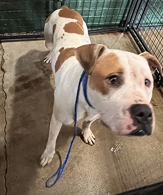 Birmingham, AL - Pit Bull Terrier. Meet Davis a Pet for Adoption ...