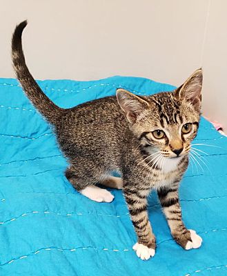 Capshaw, AL - Domestic Shorthair. Meet PRINCETON a Pet for Adoption ...