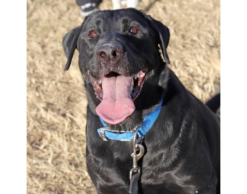 Council Bluffs, IA - Labrador Retriever. Meet Rudy a Pet for Adoption ...