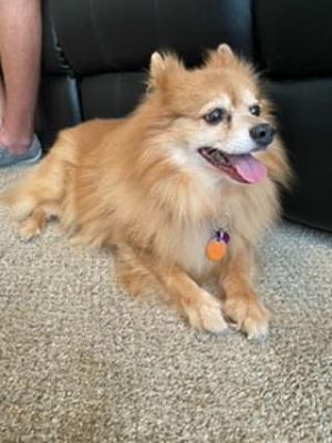 Sandston, VA - Pomeranian. Meet Charlie a Pet for Adoption - AdoptaPet.com