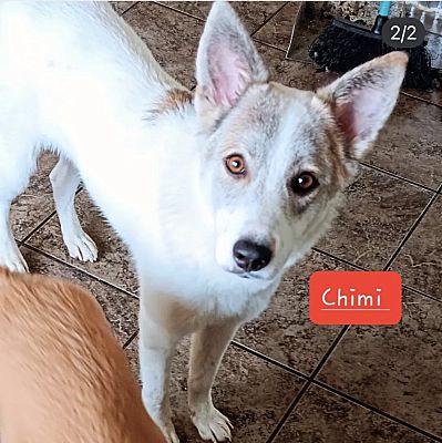 Lacey, WA - Australian Cattle Dog/Husky. Meet Chimi a Pet for Adoption ...