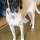 Mastiff Puppies - English Mastiff Puppies and Rescue