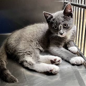 Adopt A Pet | PetSmart Charities