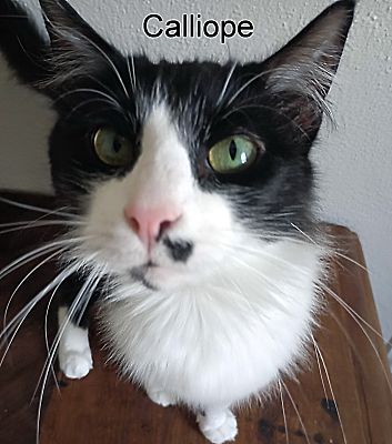 Porter, TX - Domestic Shorthair. Meet Calliope a Pet for Adoption ...