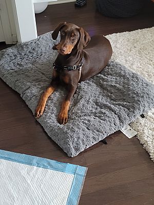Fort Mill, SC - Doberman Pinscher. Meet Knox a Pet for Adoption ...