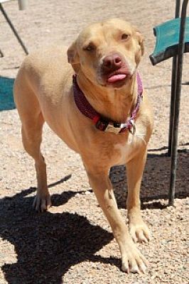 Kingman, AZ - American Bulldog. Meet Nibbles/savanna a Pet for Adoption ...