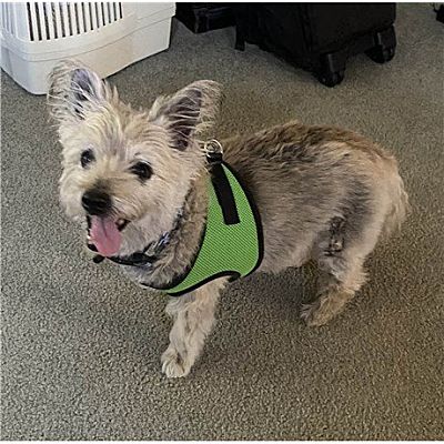 Portland, OR - Cairn Terrier. Meet DON DIEGO in CA a Pet for Adoption ...